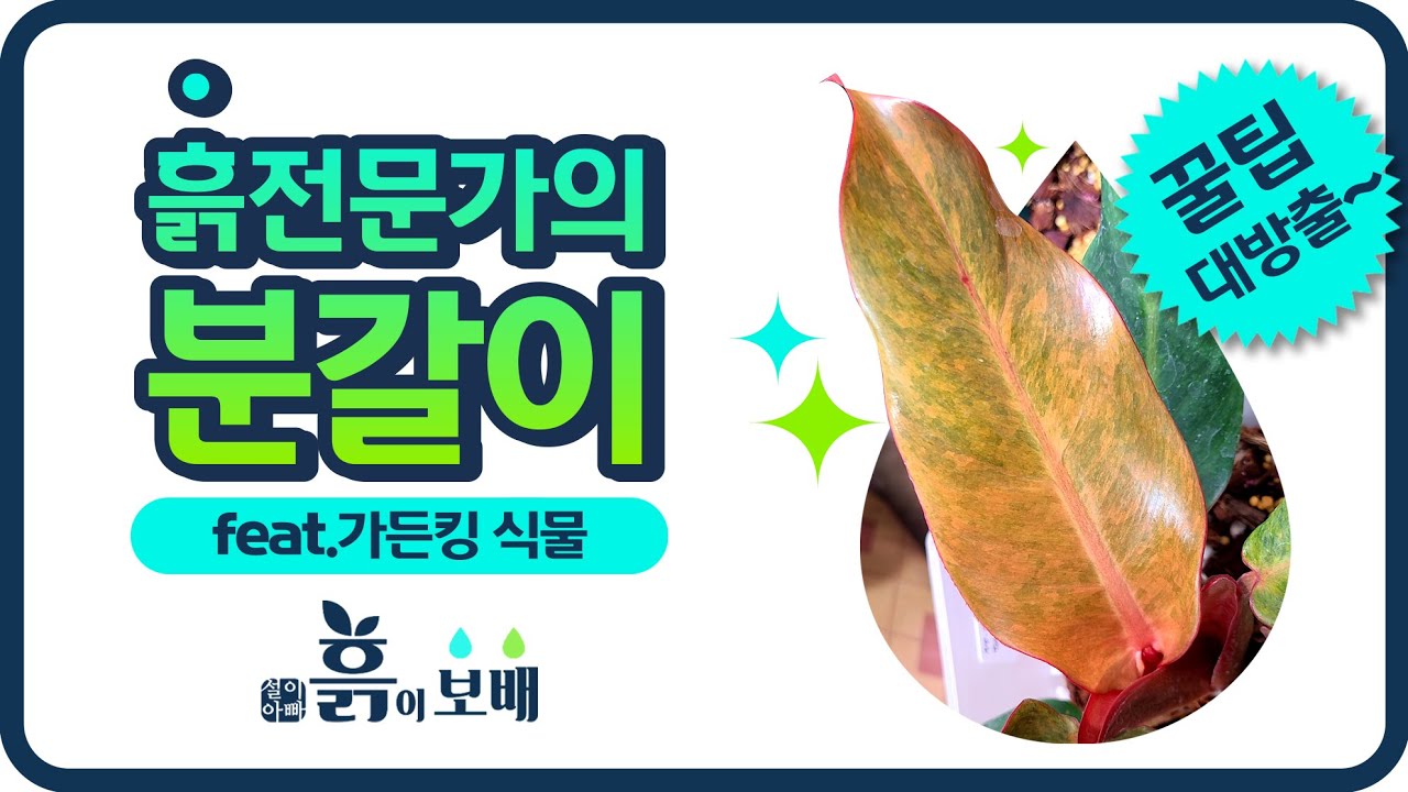 흙전문가의 분갈이 꿀팁 대방출│feat가든킹 식물│분갈이 하는 방법분갈이 흙분갈이흙 추천분갈이 몸살분갈이 뿌리정리