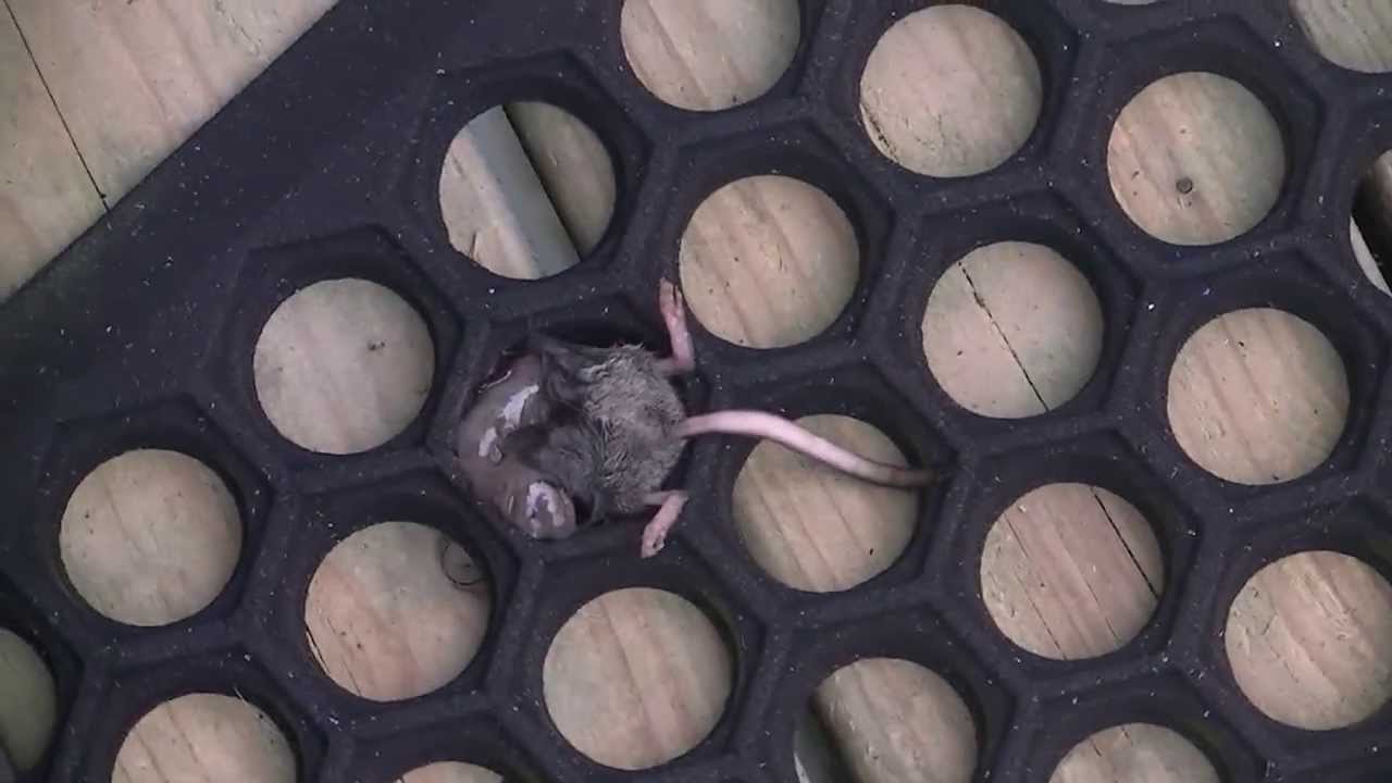 Disposal of dead bodies - YouTube