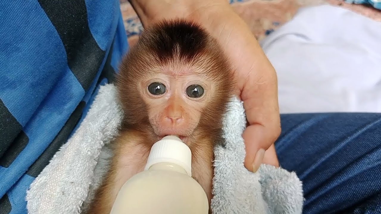 every day, newborn baby monkeys drink more and more milk - YouTube