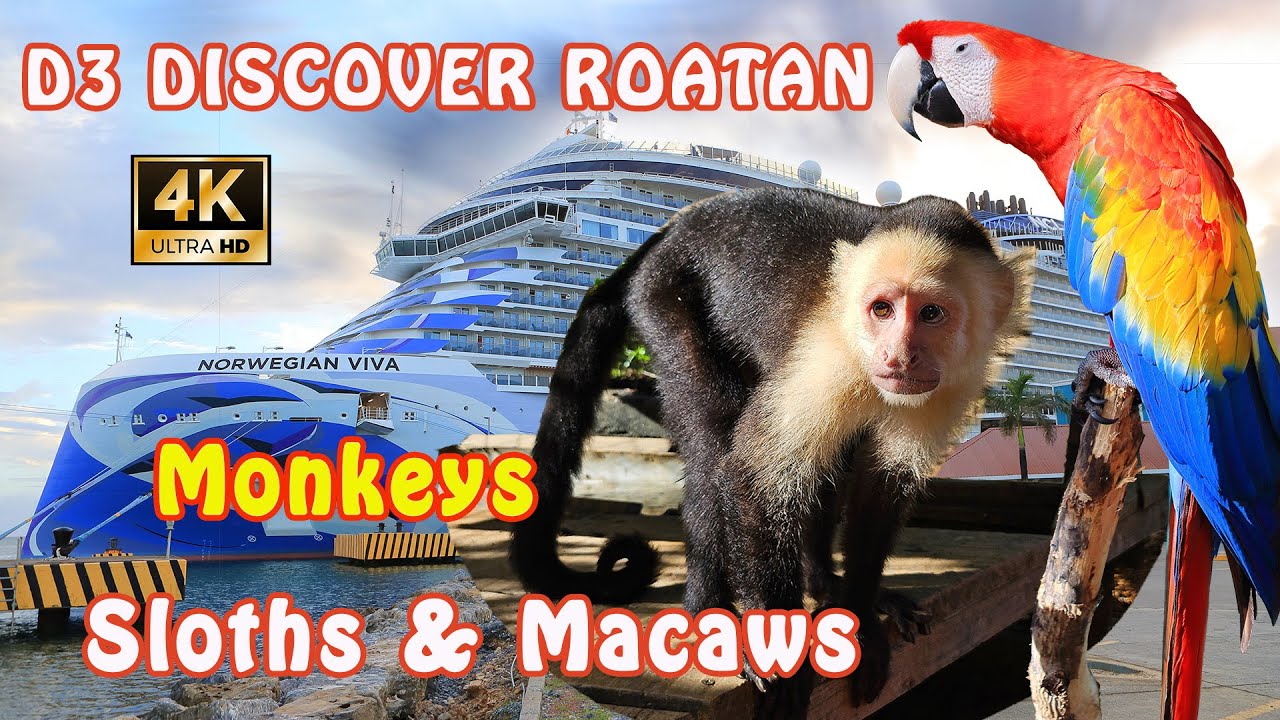 【4K】DISCOVER ROATAN - Monkeys * Sloths and Macaws * NCL Viva * Day 3 ...