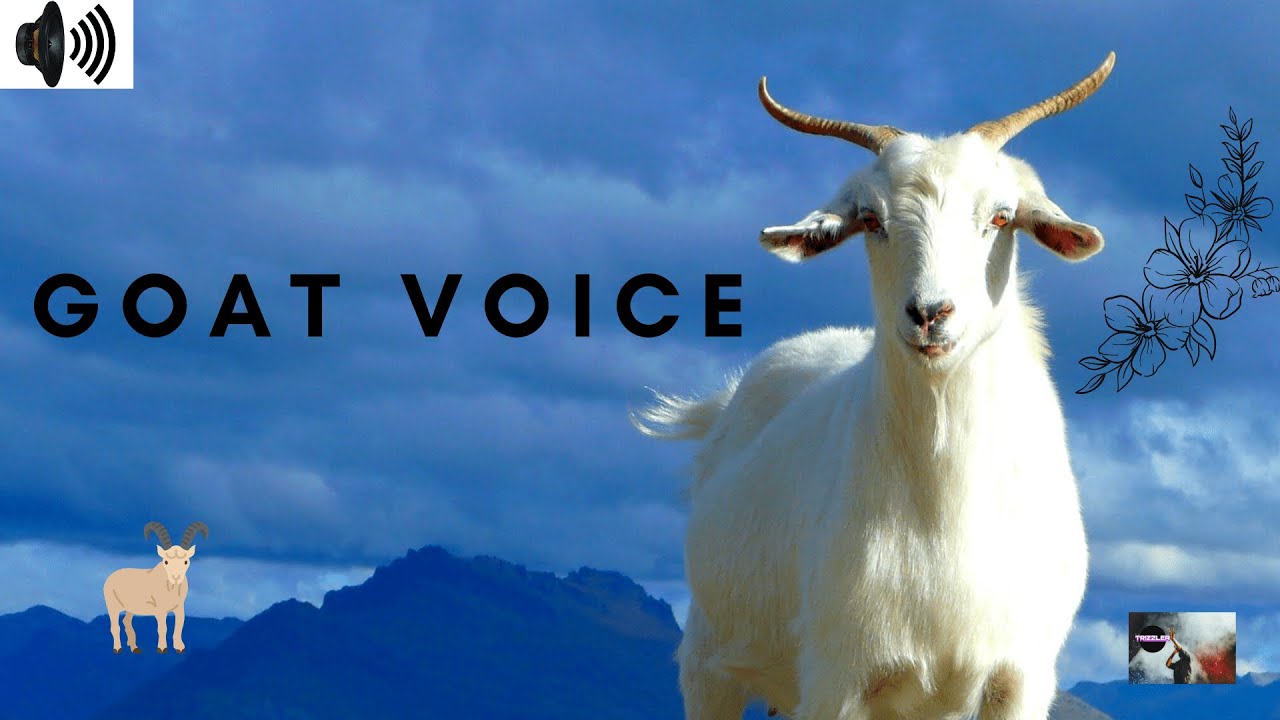 GOAT VOICE | BOAING | BLEATING | BAAS | BLEATS | DOMESTICATED ANIMAL ...