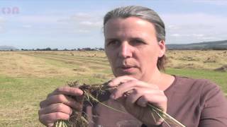 GrassSeed.co.uk Scots Timothy by Alison Muirhead