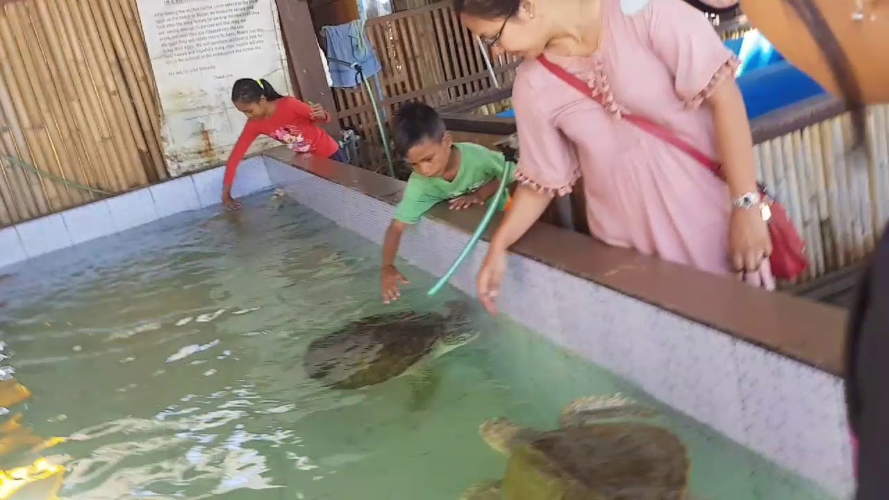 Marine Turtles at Sindhu Dwarawati Turtle Conservation Centre, Sanur ...