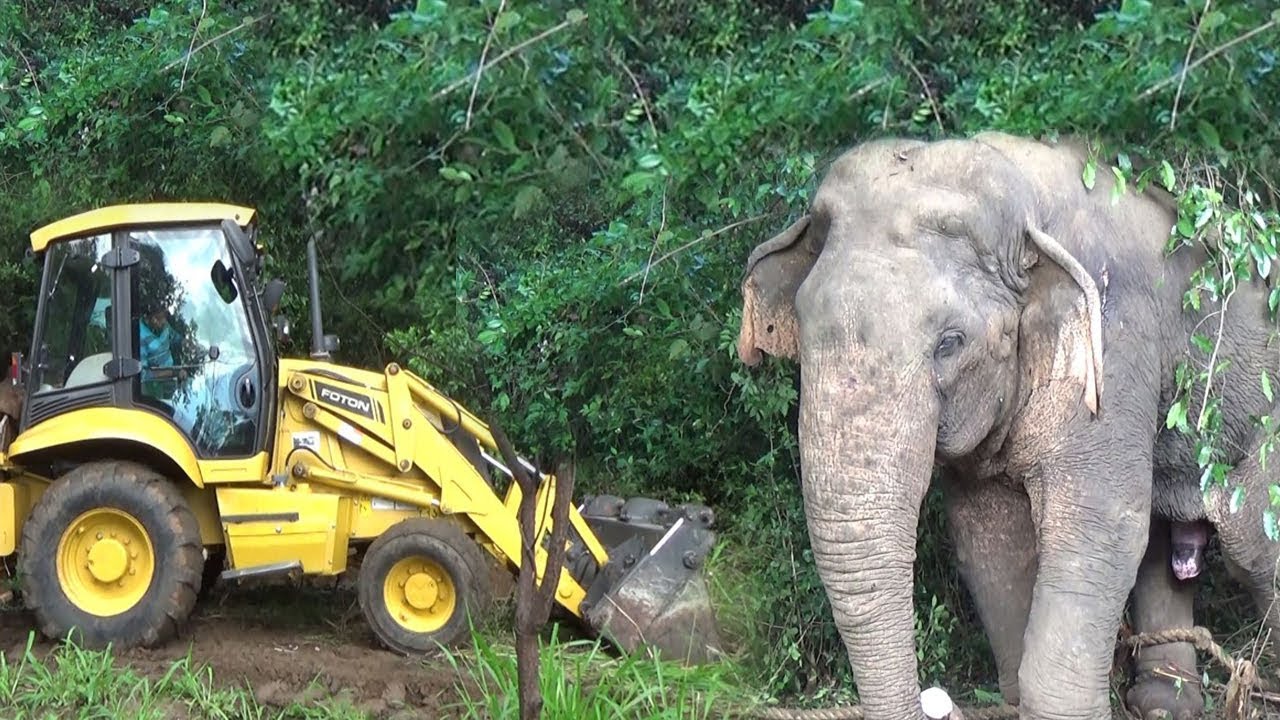 Wild elephant captured from Dambulla ( Part 1) - YouTube