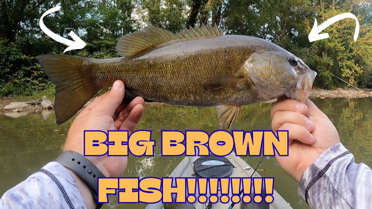 Top Water BASS Fishing Early Fall Transition 2025 - YouTube