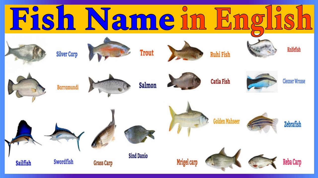 Part 1 | Fish Name in English | Fish Name Vocabulary | Fish Vocabulary ...
