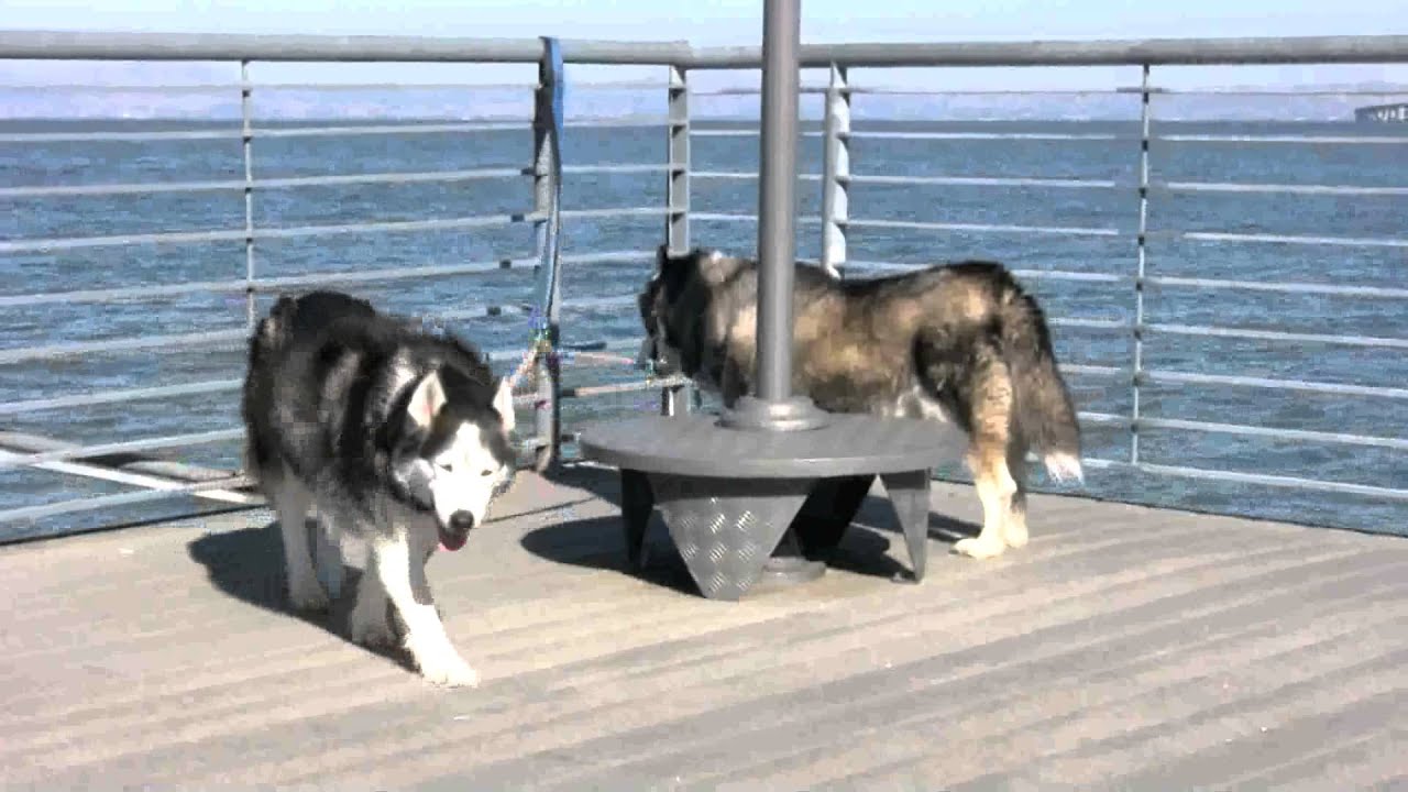 ROSY AND ROCKY HEAD INTO THE SEAL POINT DOG PARK FOR DOG PLAY On ...