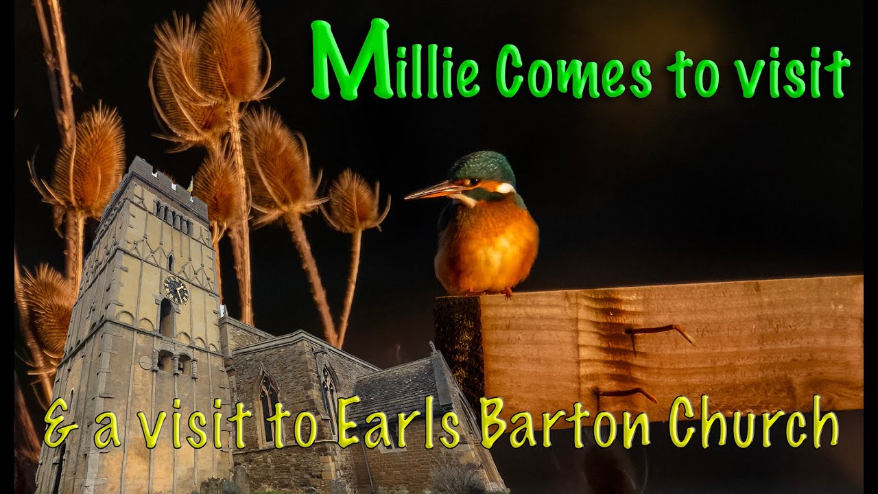 A Visit to Earls Barton & Millie the female Kingfisher visits my ...