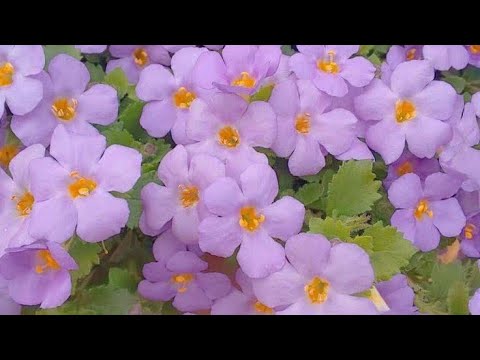 nicebeatzprod  грустная музыка. Эстетичные видео! 🎶 #природа#эстетика #кайф #грустно