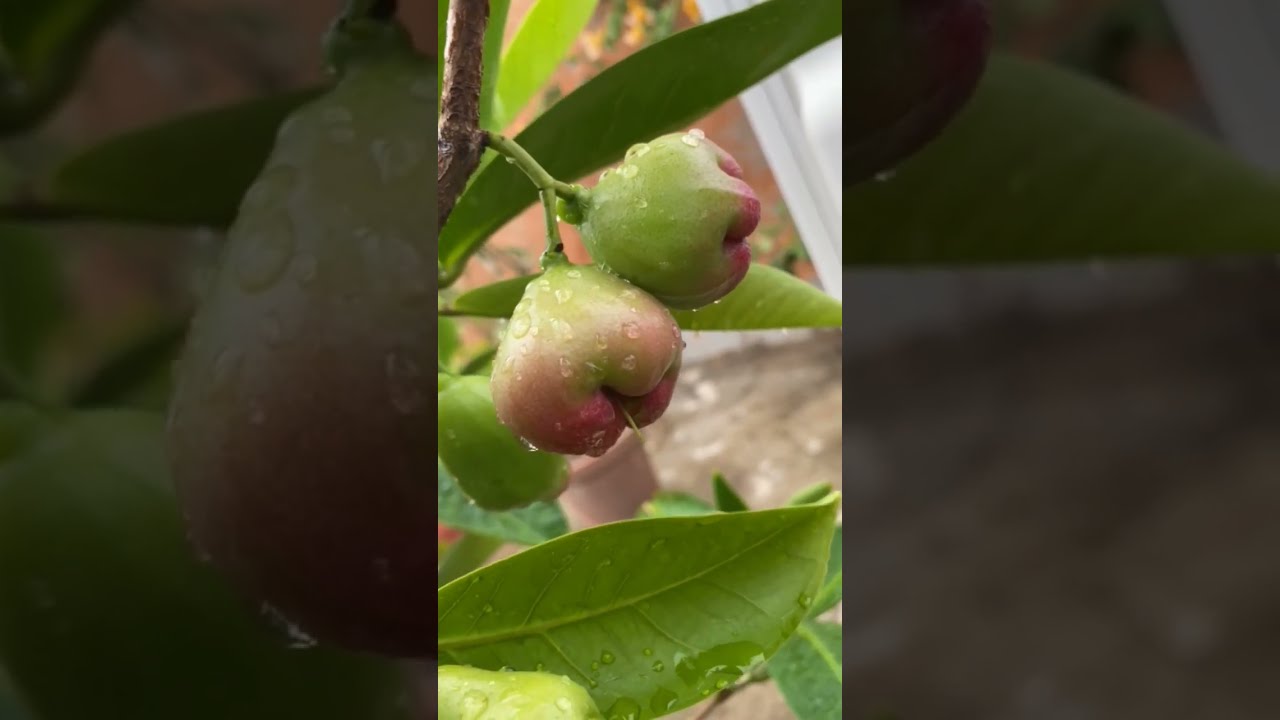 What Is The Fruit viral short YouTube What Is The Fruit viral short YouTube