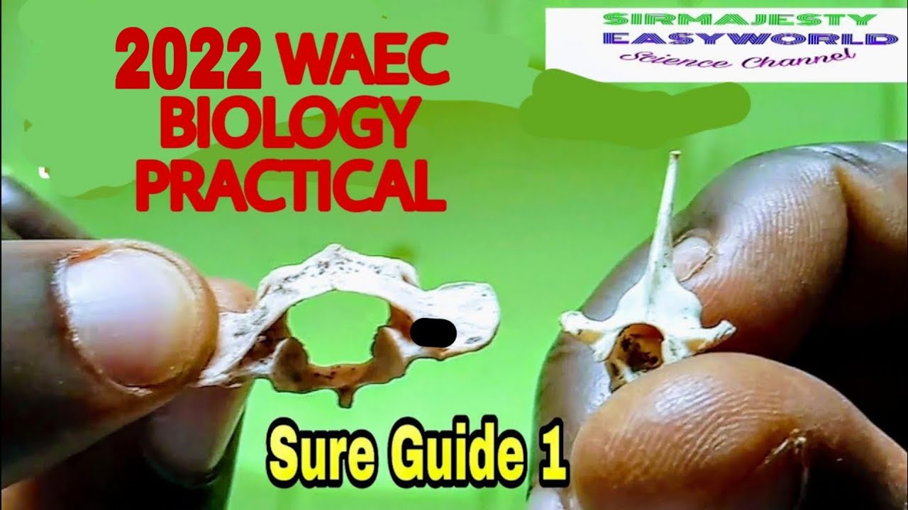 2022 WAEC BIOLOGY PRACTICAL, Rabbit Skeleton discussed - YouTube