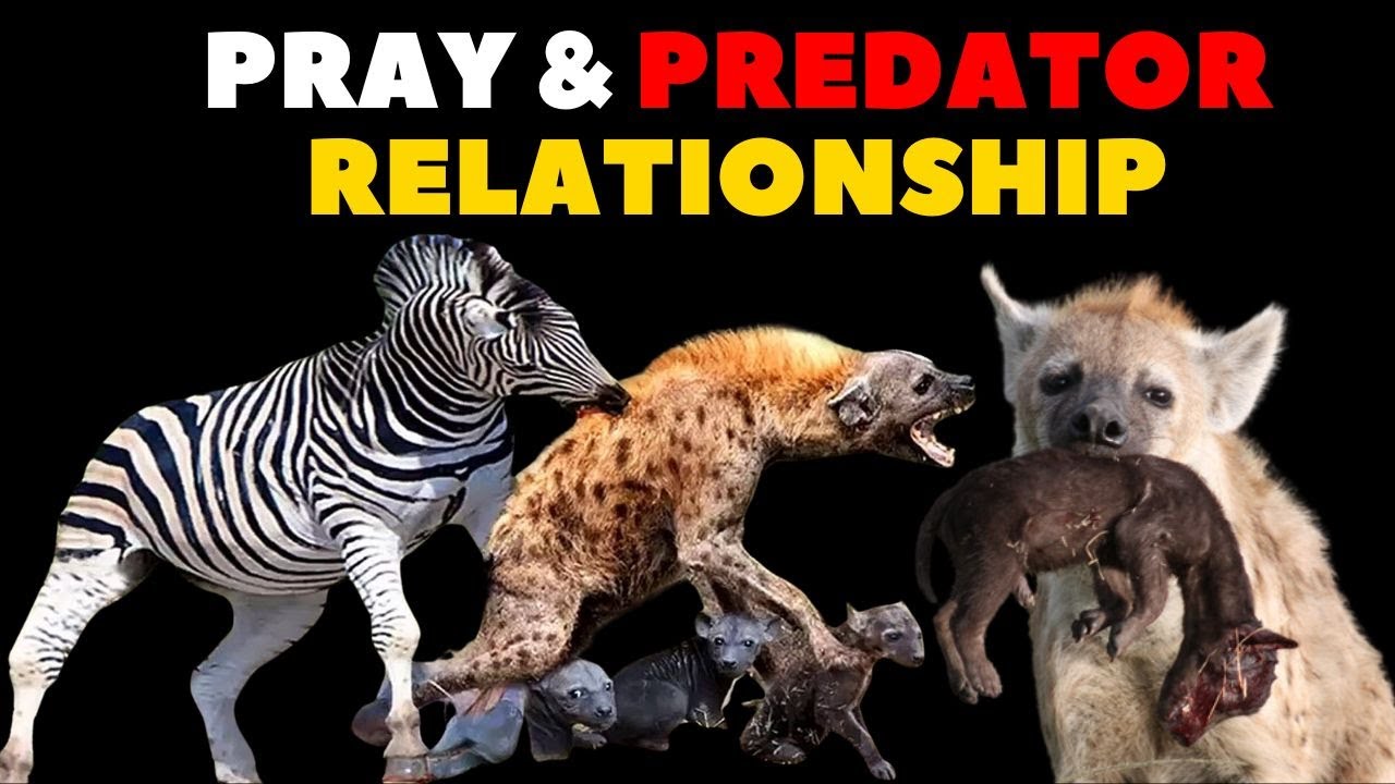 "Untold Secrets of Predator and Prey Relationships: Jaw-Dropping ...