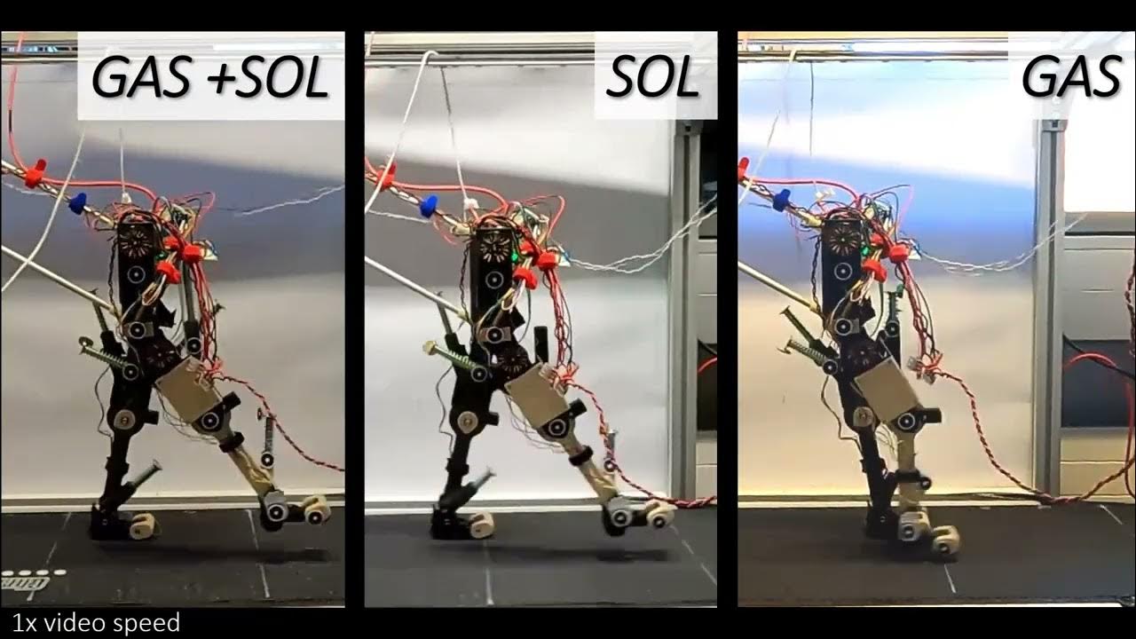 Fast Human-like Walking in a Bipedal Robot - YouTube