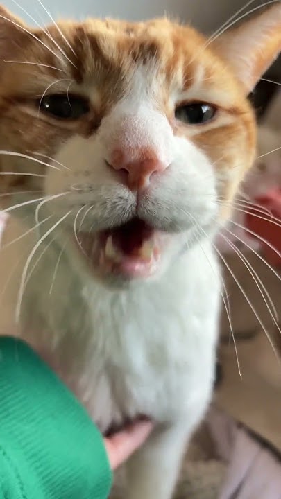 hansum cheets #cat |Cheeto - YouTube