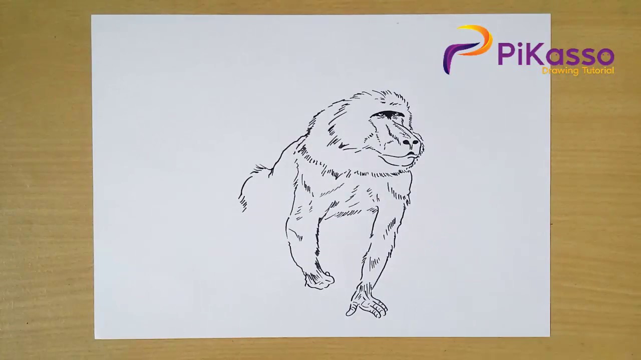 How to Draw Monkey Baboon step by step - YouTube