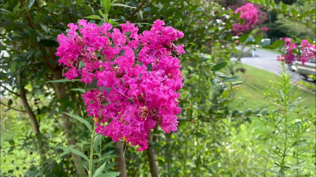 Crape myrtles, #117 - YouTube