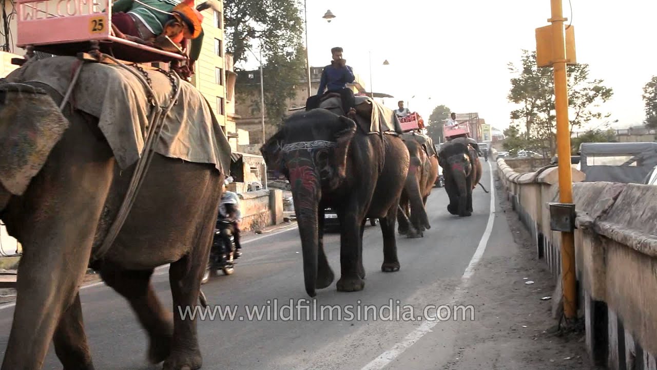 Joy ride on painted pachyderms: elephant safari in Jaipur - YouTube