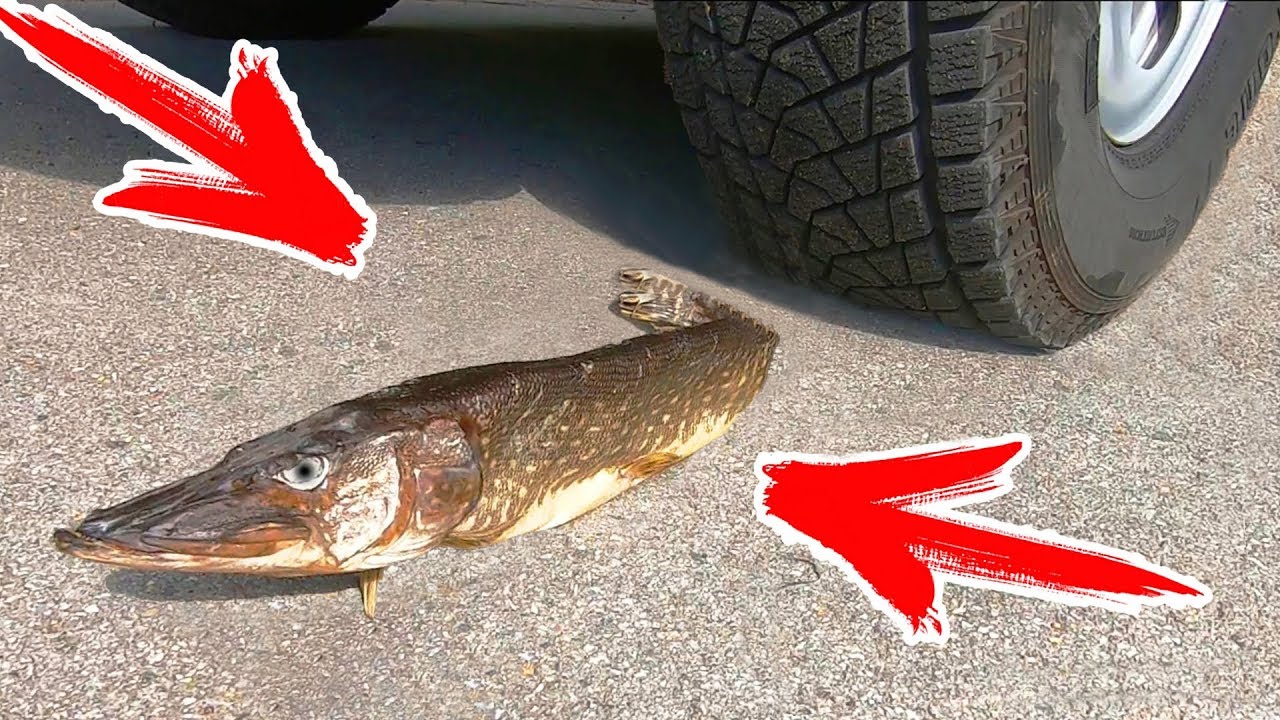 BIG FISH VS CAR - EXPERIMENT - Crushing Crunchy & Soft Things - YouTube