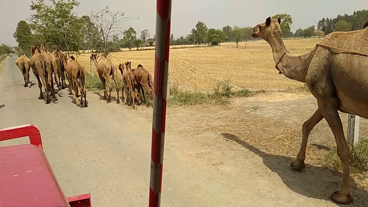 Marusthal ka jahaj entry in Haryana - YouTube