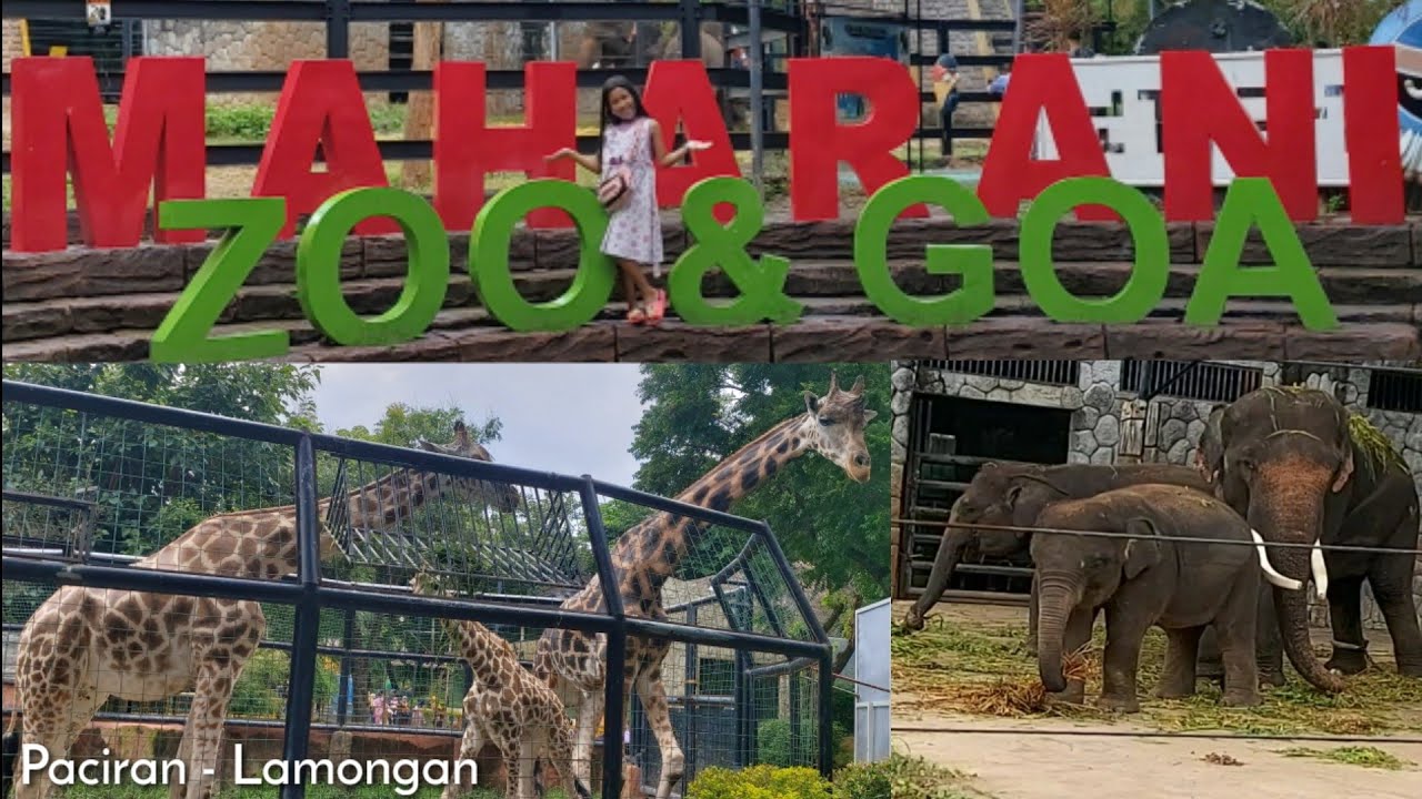 Maharani Zoo & Goa (MZG) Paciran Lamongan - YouTube