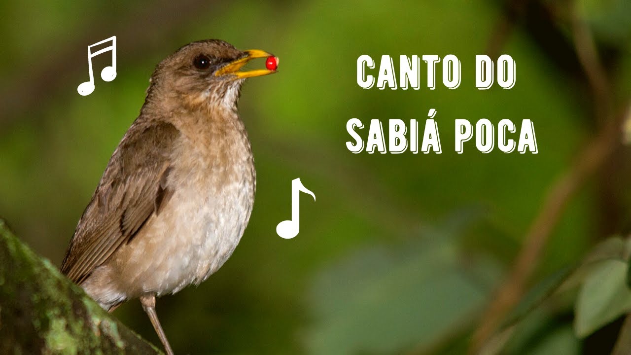 Canto do Sabiá Poca / Sabiá Bico de Louça | Creamy-bellied Thrush ...