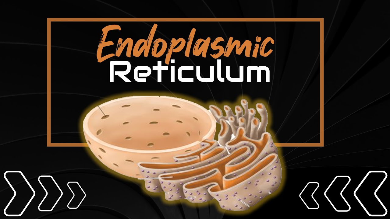 Endoplasmic Reticulum | Structure & Functions | It's Types RER & SER ...