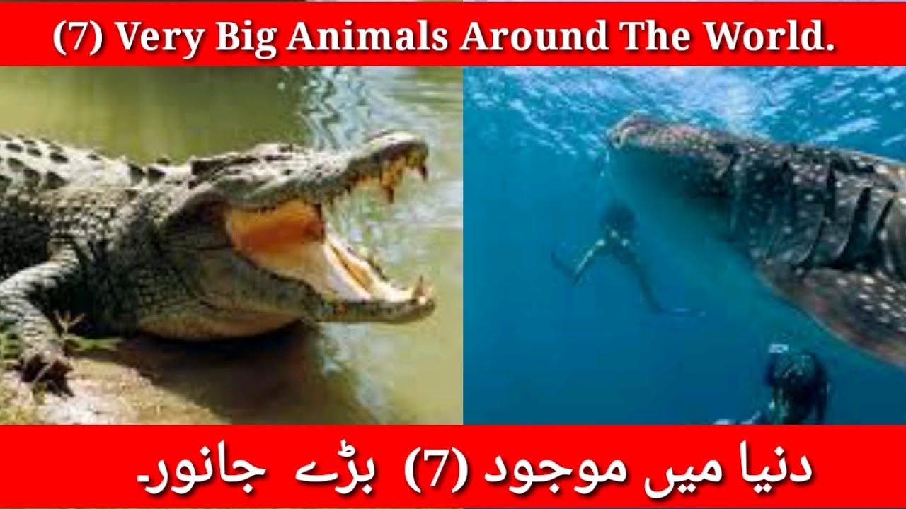 7 Very Big Animals Around the world ۔ دنیا میں موجود 7بڑے جانور۔ - YouTube