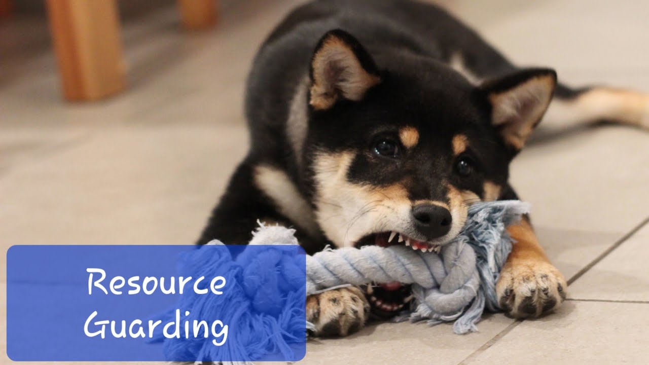 RESOURCE GUARDING - How to prevent and correct food or toy aggression | PLANET PUP - YouTube