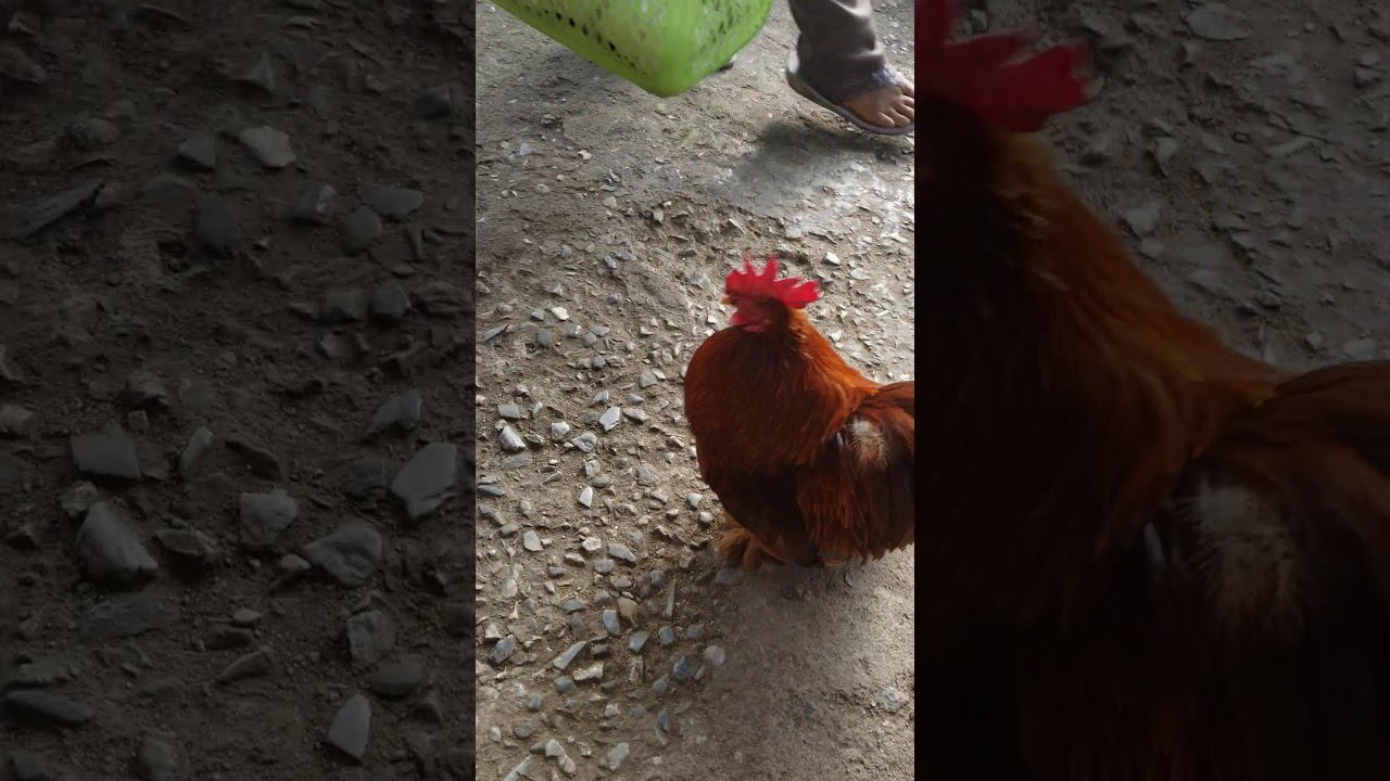 Fat rooster dancing - YouTube