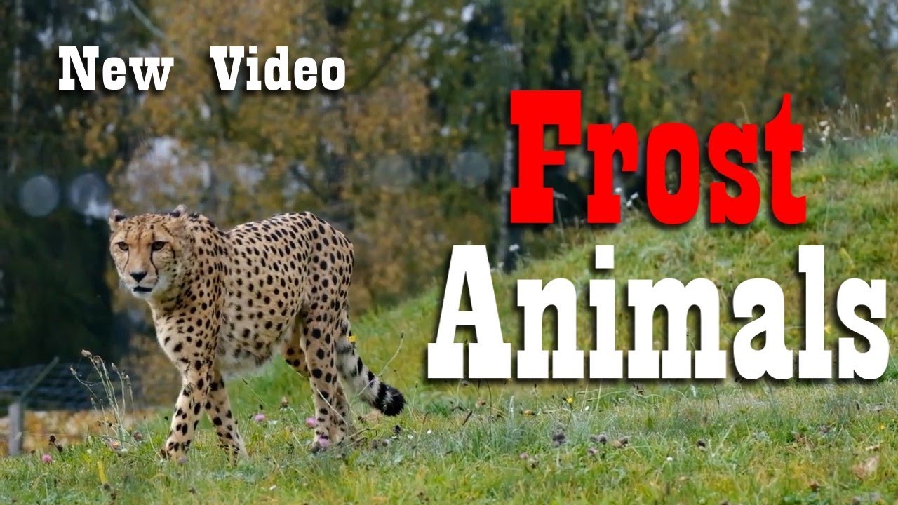 forest animals । Animals video । lion zebra tiger । Full Hd video - YouTube