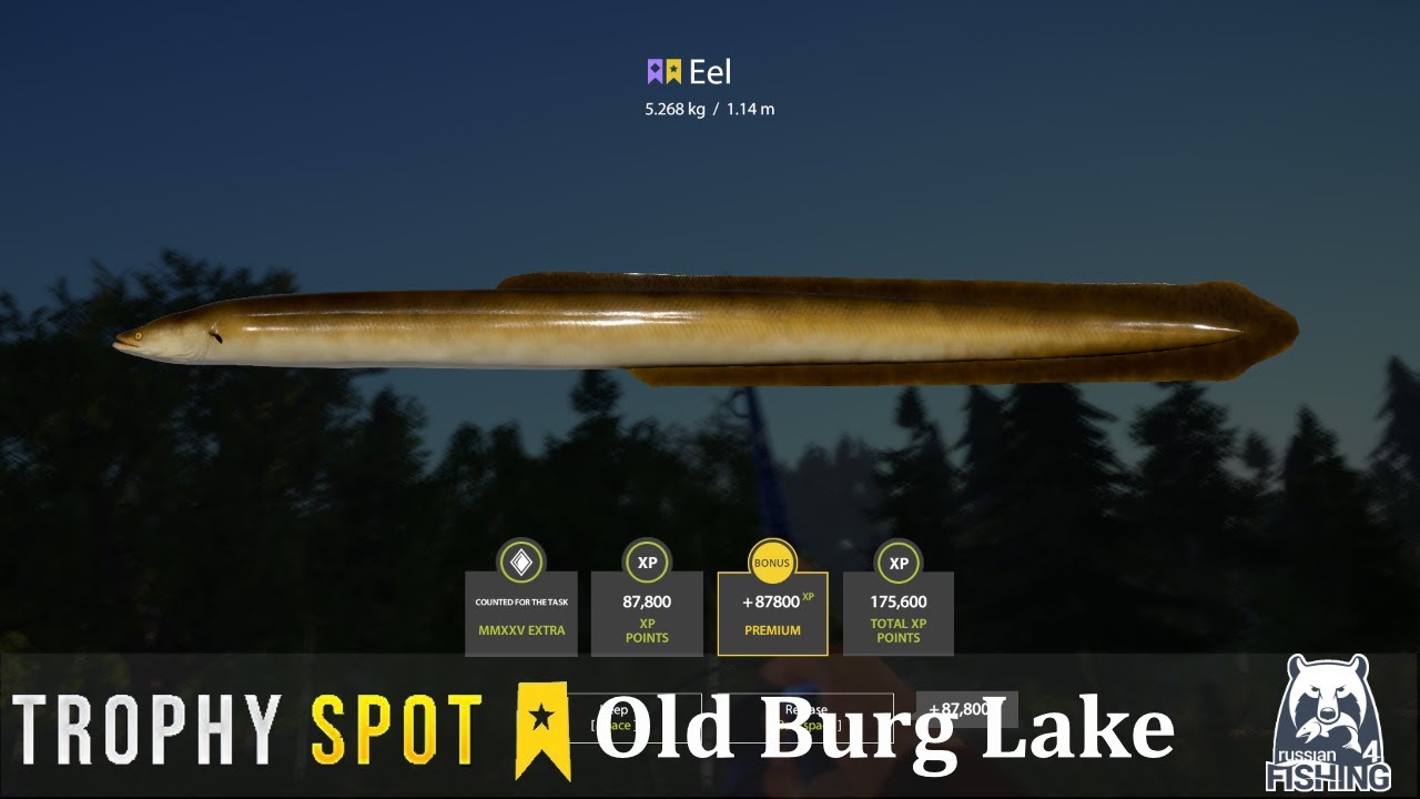 Russian Fishing 4 | Old Burg Lake trophy EEL spot - YouTube