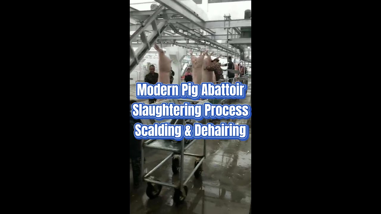 Pig scalding & dehairing process hog abattoir slaughter line equipment ...
