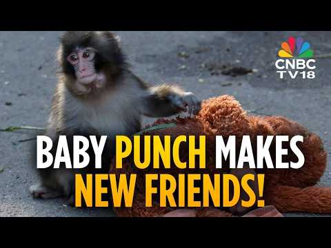 VIRAL Baby Monkey Punch Has Made New Friends At Japan's Ichikawa Zoo | Punch Monkey | N18G