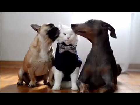 KEDİNİN SURATINI YALAYAN KÖPEKLER 🙈