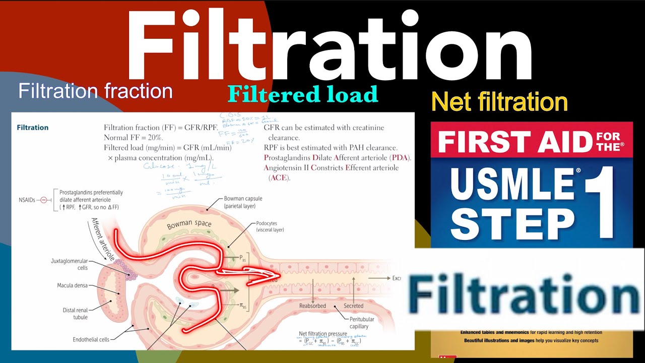 Filtration- Filtration fraction, Filtered load, Net filtration etc in ...