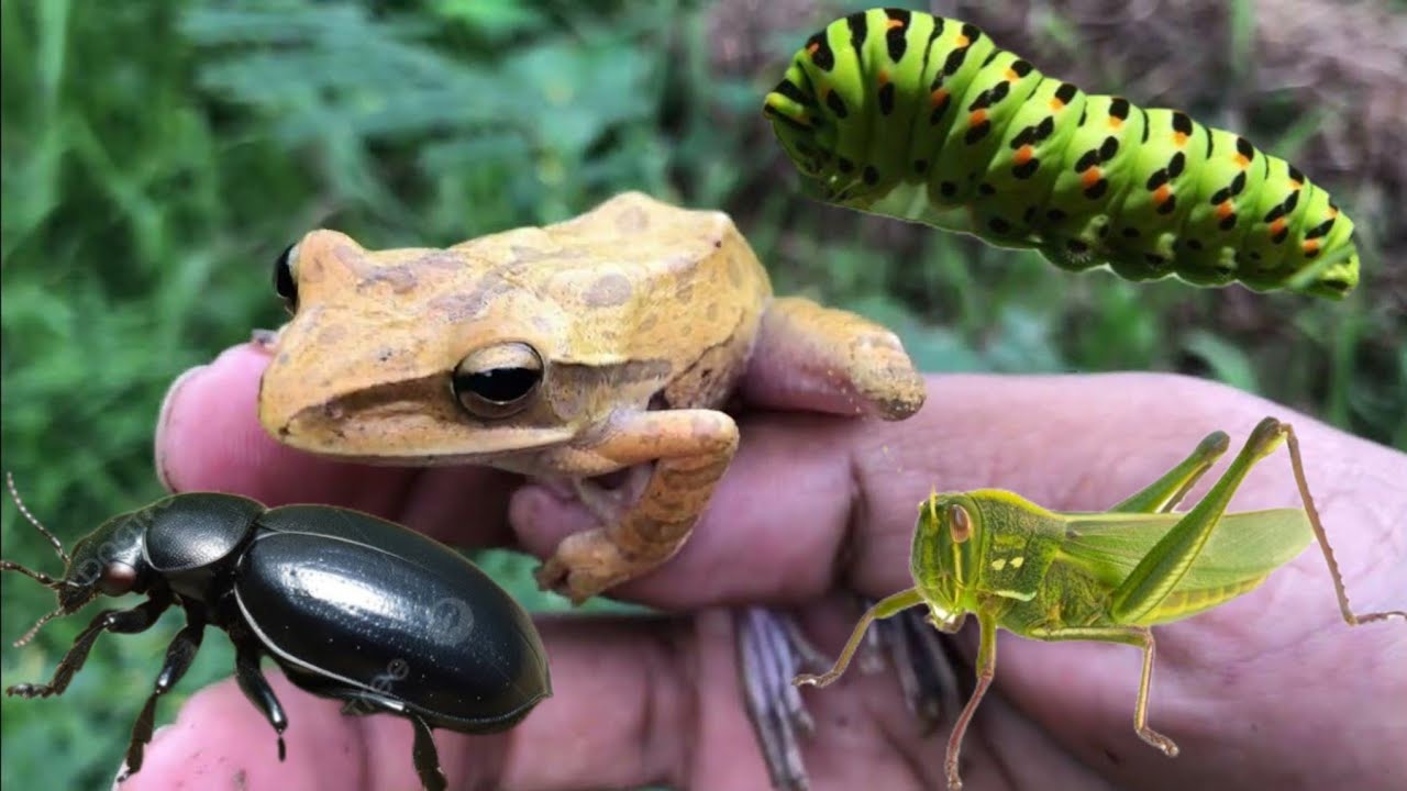 Amazing catch insects and animals ..!!! Hunt grasshoppers, praying ...