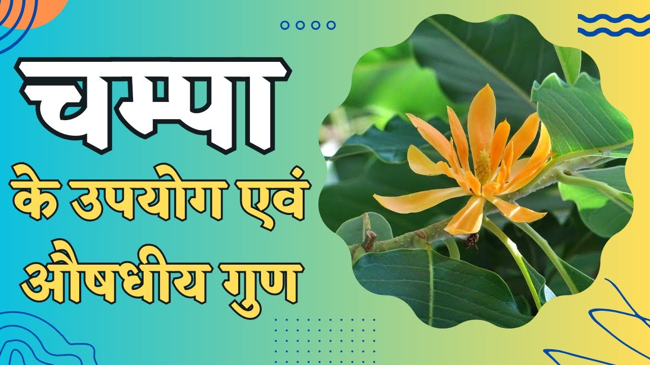चम्पा के फूल | champa ke phool | Golden champa plant | Michelia ...