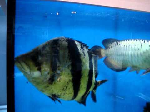 Giant golden arowana & giant siamese tiger fish - YouTube