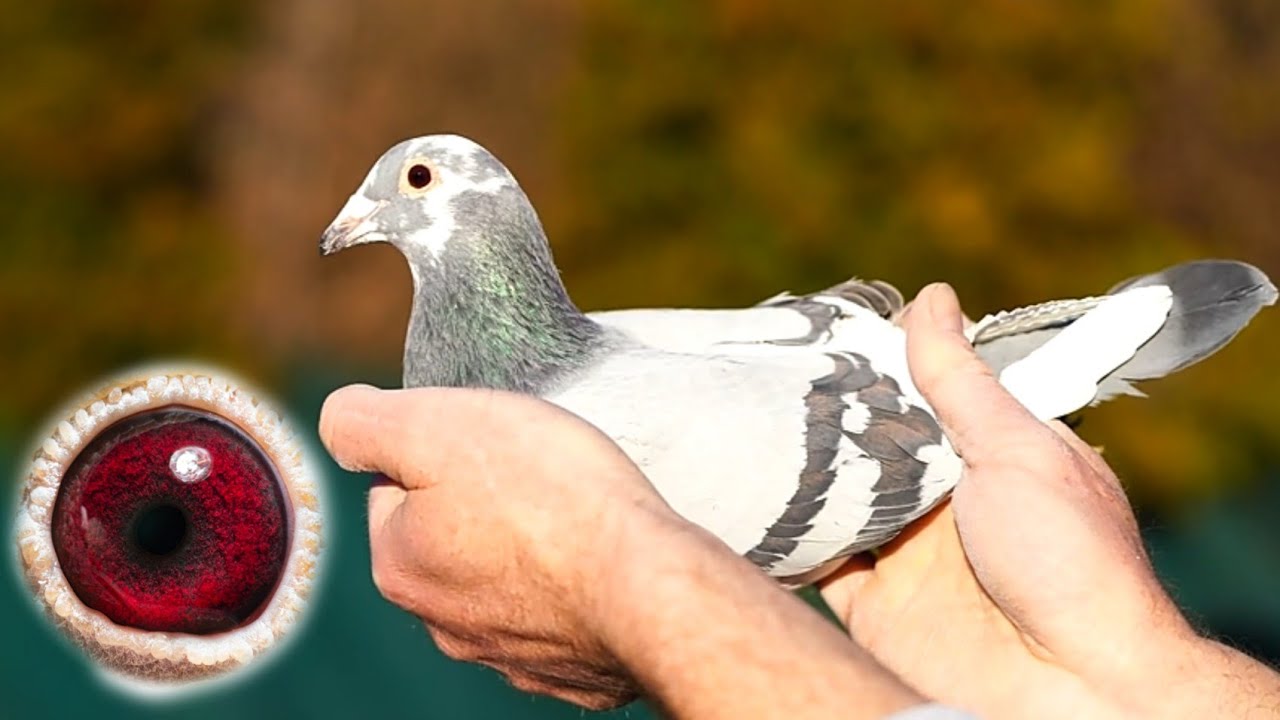 Kalapati | Very Strong Blue Pied Racing Pigeons at pigeonauctions ...