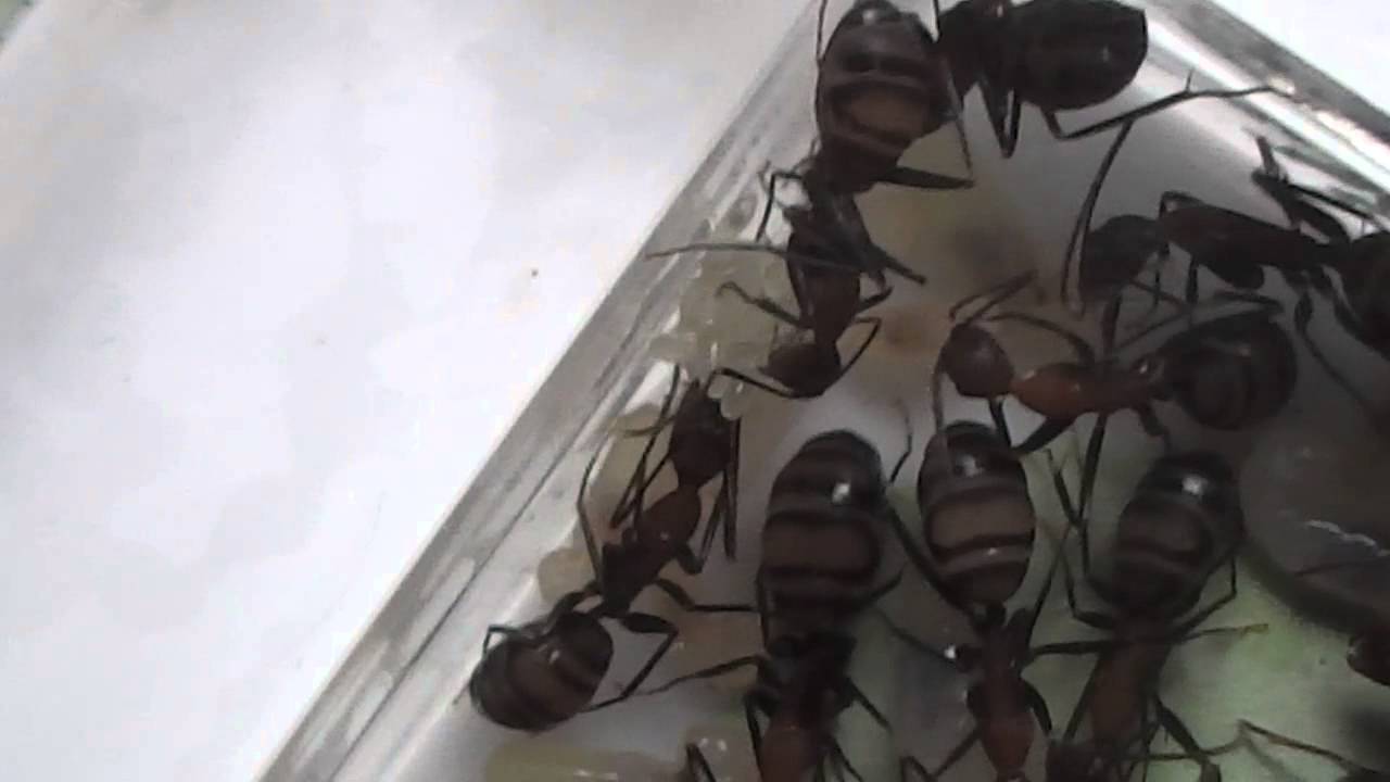 Queen Ant Laying Eggs Youtube