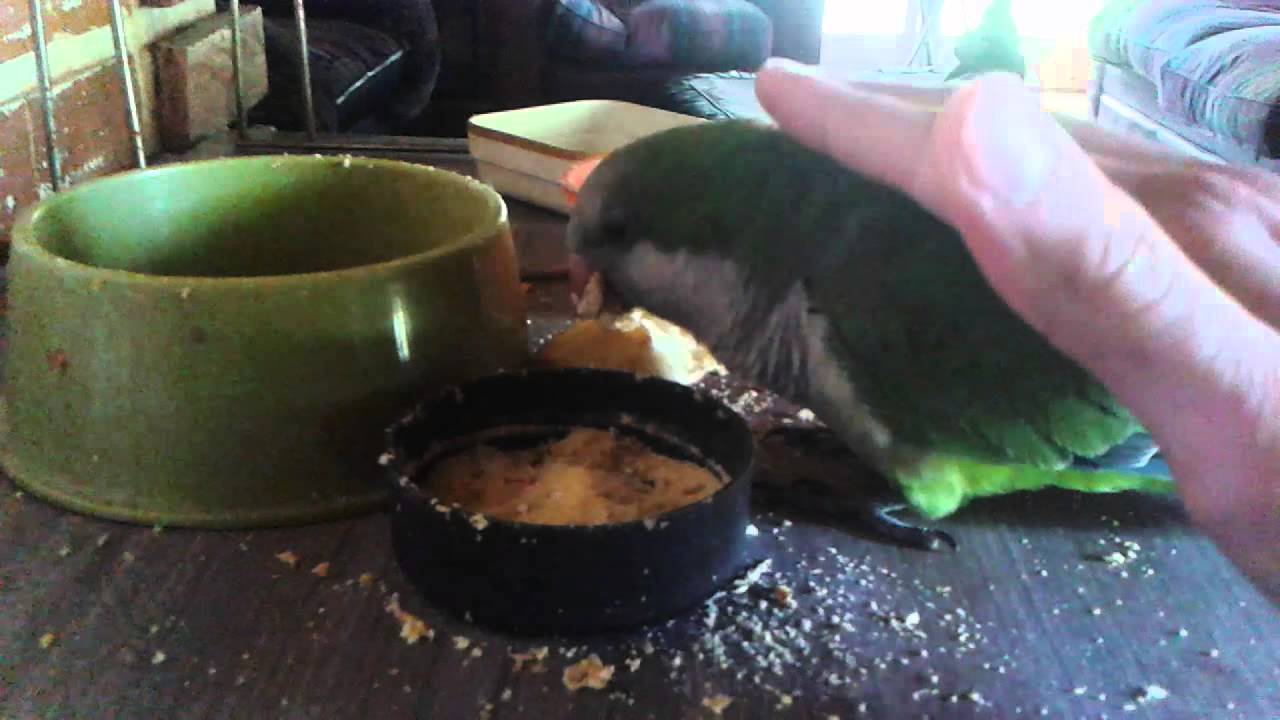 Que Comen las Cotorras - Loros - YouTube