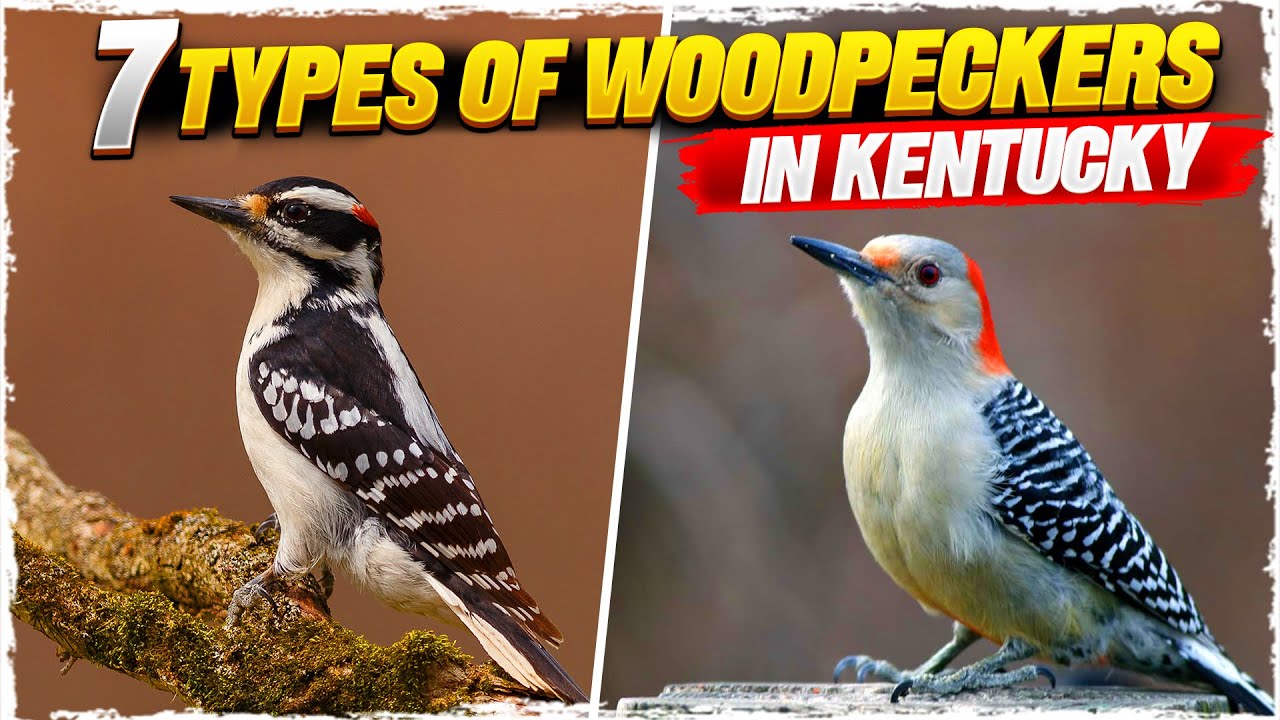 Types Of Woodpeckers types-of-woodpeckers