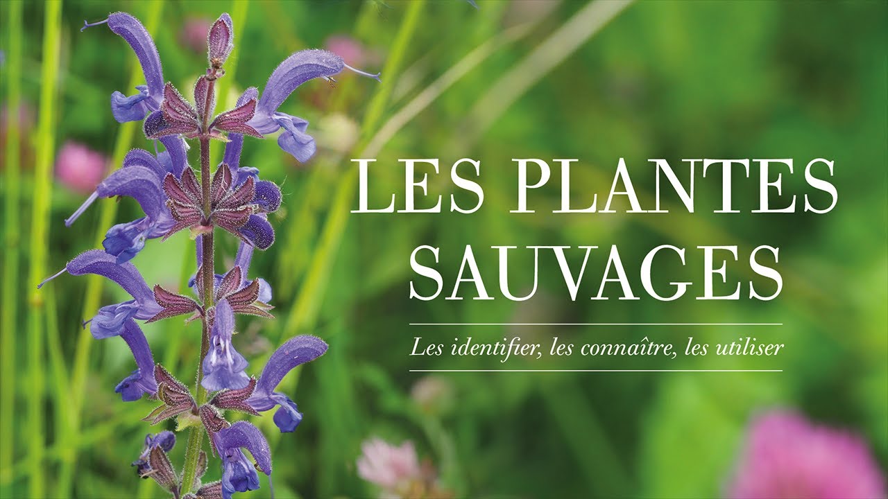 Les Plantes Sauvages - YouTube