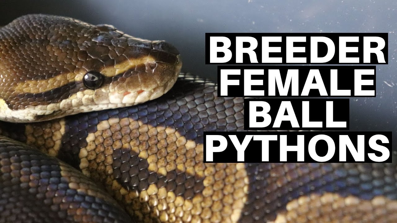 Understanding Breeder Female Ball Python Psychology - Benjamin's ...