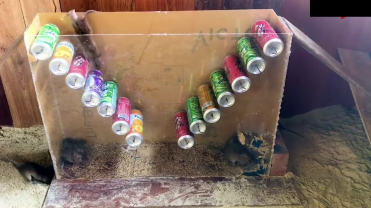Catching rats and mice with a Roller Trap - YouTube