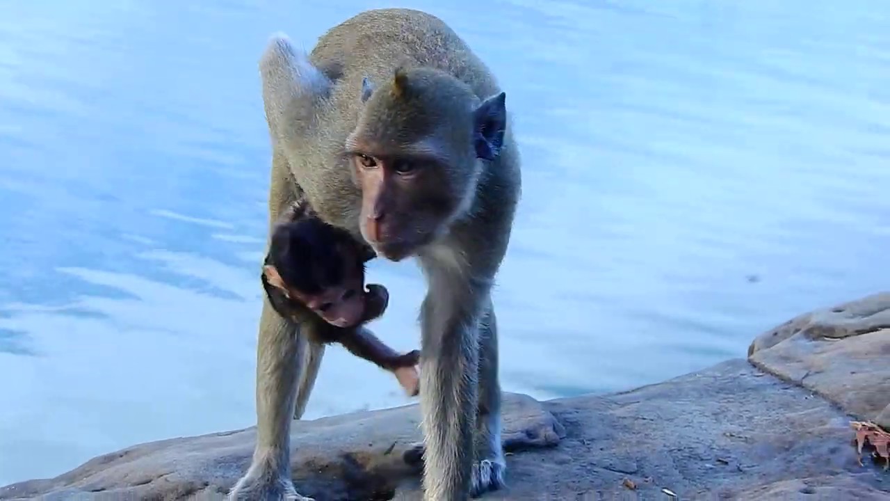 Why Amara Doing Kidnaps Little Baby Monkey Brittany Like This! - YouTube