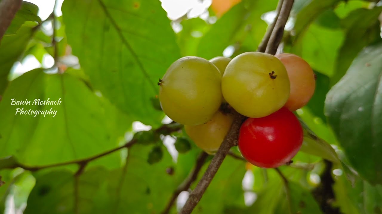Lovi fruit in garden | சுவையான lovi பழம் | lovelolika fruit #fruit ...