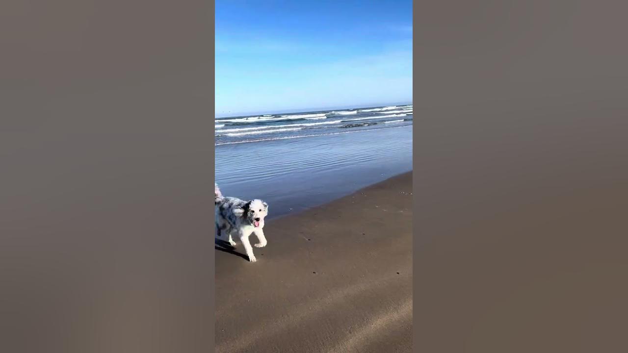 Storm The Aussie-Poo - YouTube