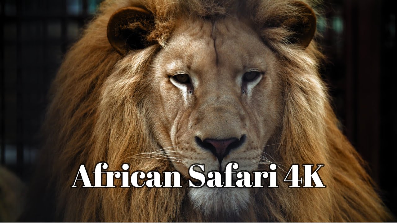 African Safari 4K - Scenic Wildlife Film With Relaxing Music - YouTube