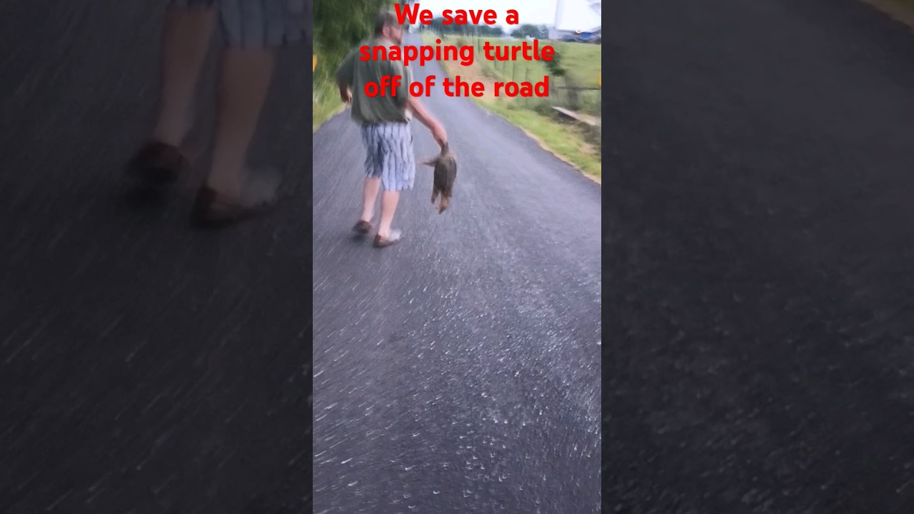 we saved a snapping turtle from getting hit on the road #turtle # ...